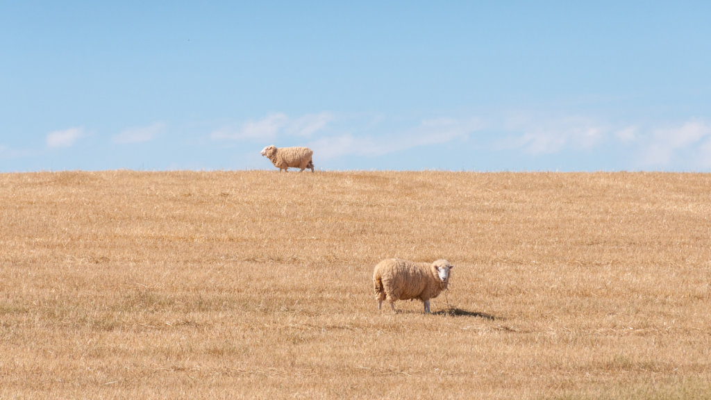Response to the drought affected parts of New Zealand - CMK - CAPPER MACDONALD & KING LTD