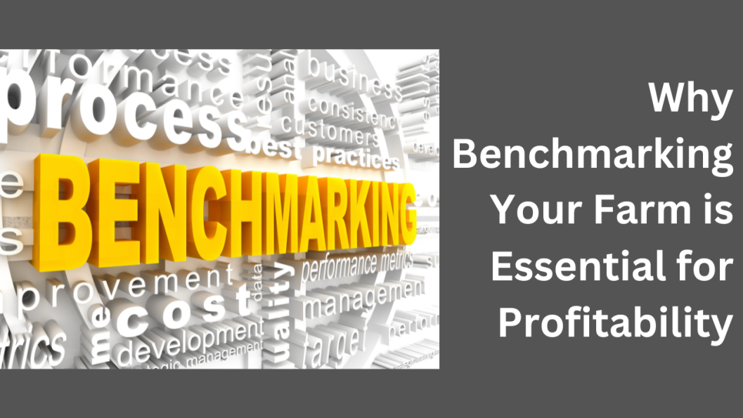 Why Benchmarking Your Farm is Essential for Profitability - CMK - CAPPER MACDONALD & KING LTD